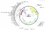 pACYC Plasmid Vector | GoldBio